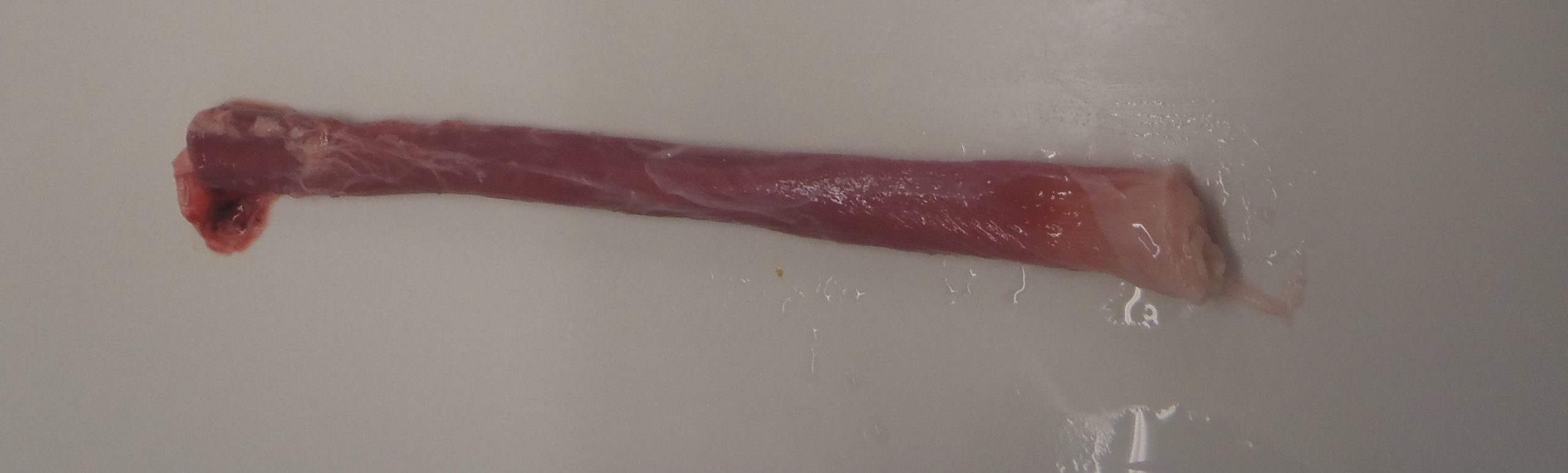 Digestive System - Tissue Source