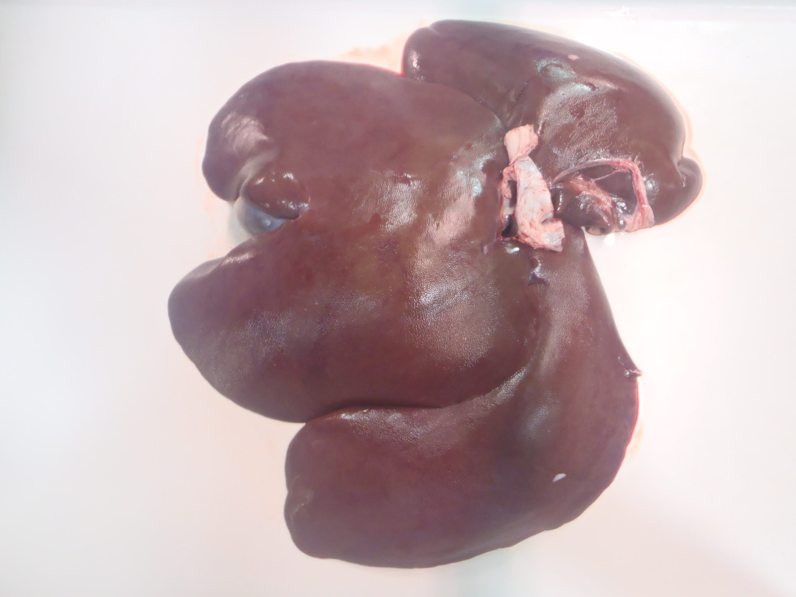 Digestive System - Tissue Source