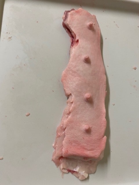 Other Porcine Tissues - Tissue Source