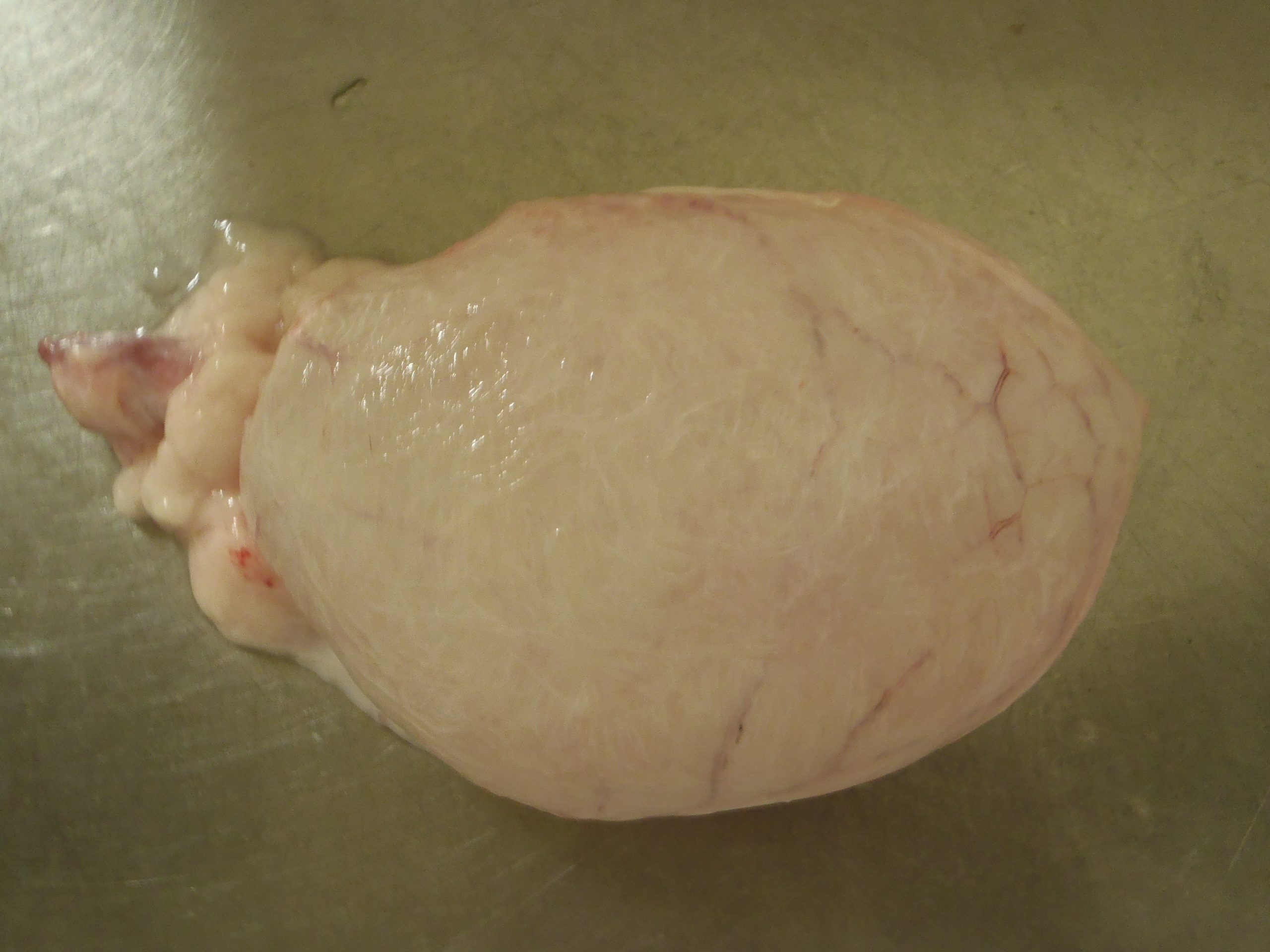 Urinary System - Tissue Source